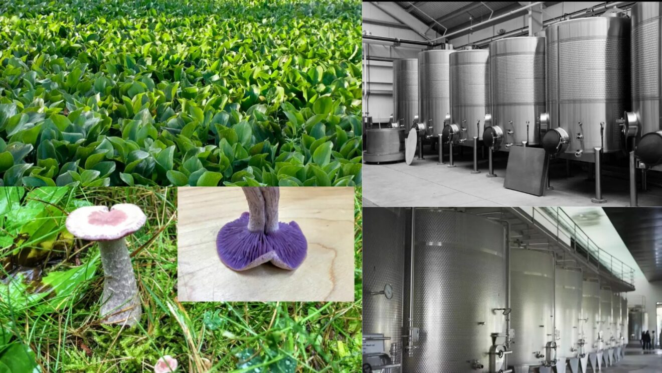 Energy to Bioenergy Advantages & Disadvantages - Biofuelspk